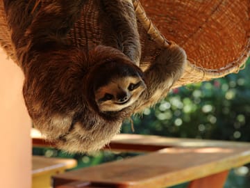 Sloth Soap Opera: Animal Planet's "Meet The Sloths" Series | Faze